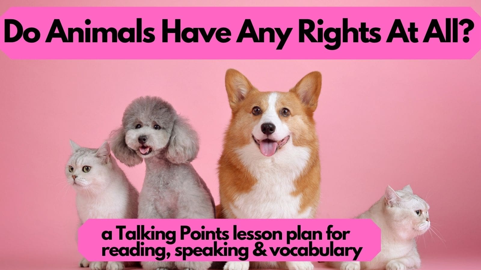 Do Animals Have Any Rights At All? — a Talking Points lesson plan for ...