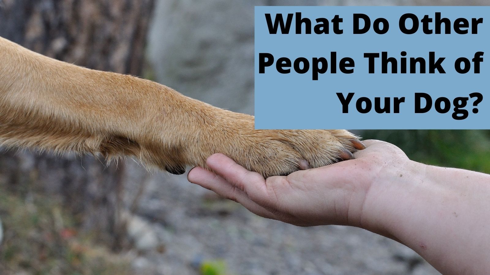 How to Talk about your Dog in English - Man Writes