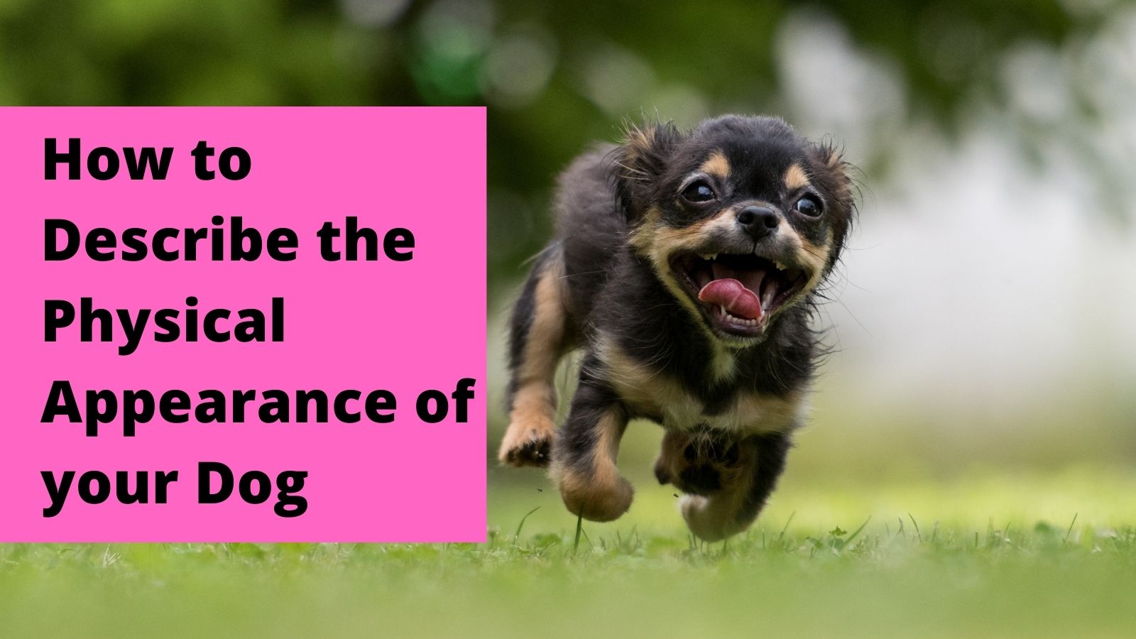 How To Talk About Your Dog In English Man Writes how-to-talk-about-your-dog-in-english-man-writes