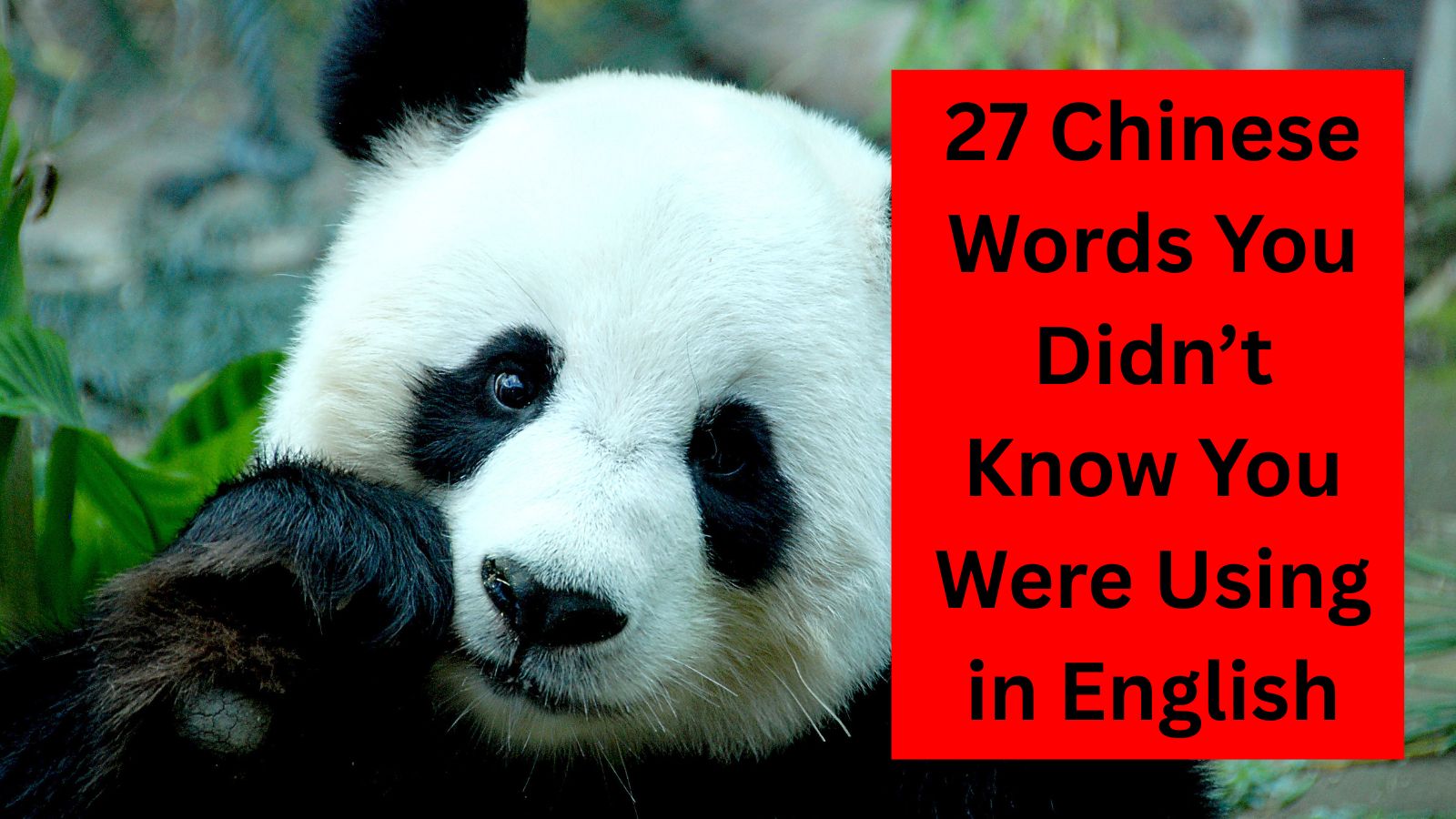 27 Chinese Words You Didn’t Know You Were Using in English - Man Writes